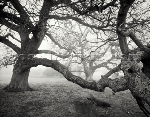 518-9434: Long bough of an Oak Tree at Balmer Lawn in - Kos Picture Source